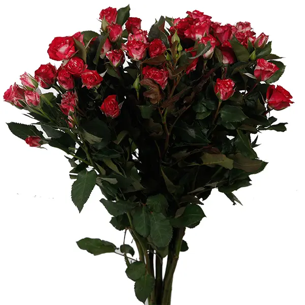 Fireworks - www.qualityflowers.ae
